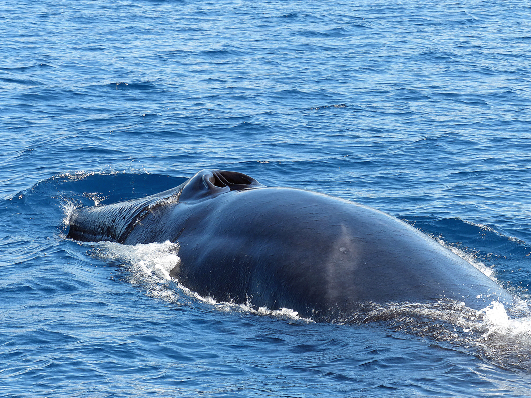 Whale Watching auf den Azoren