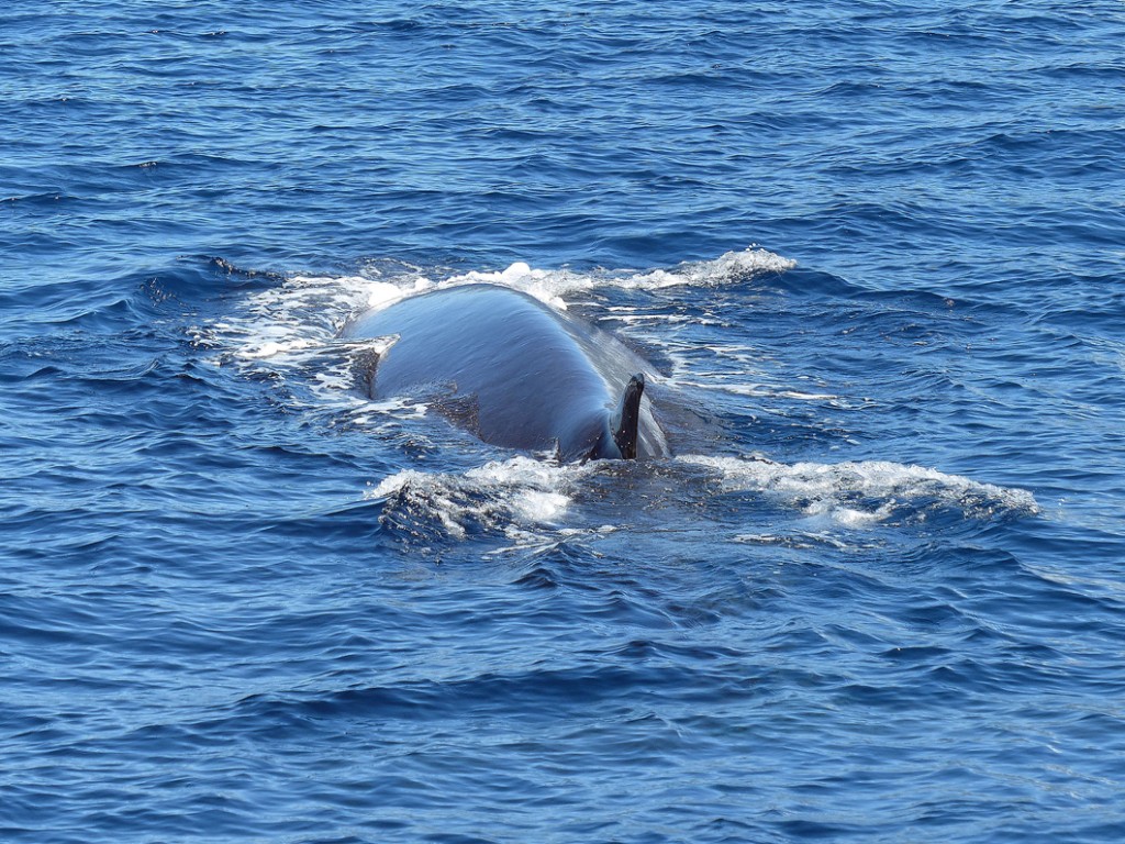 Whale Watching auf den Azoren